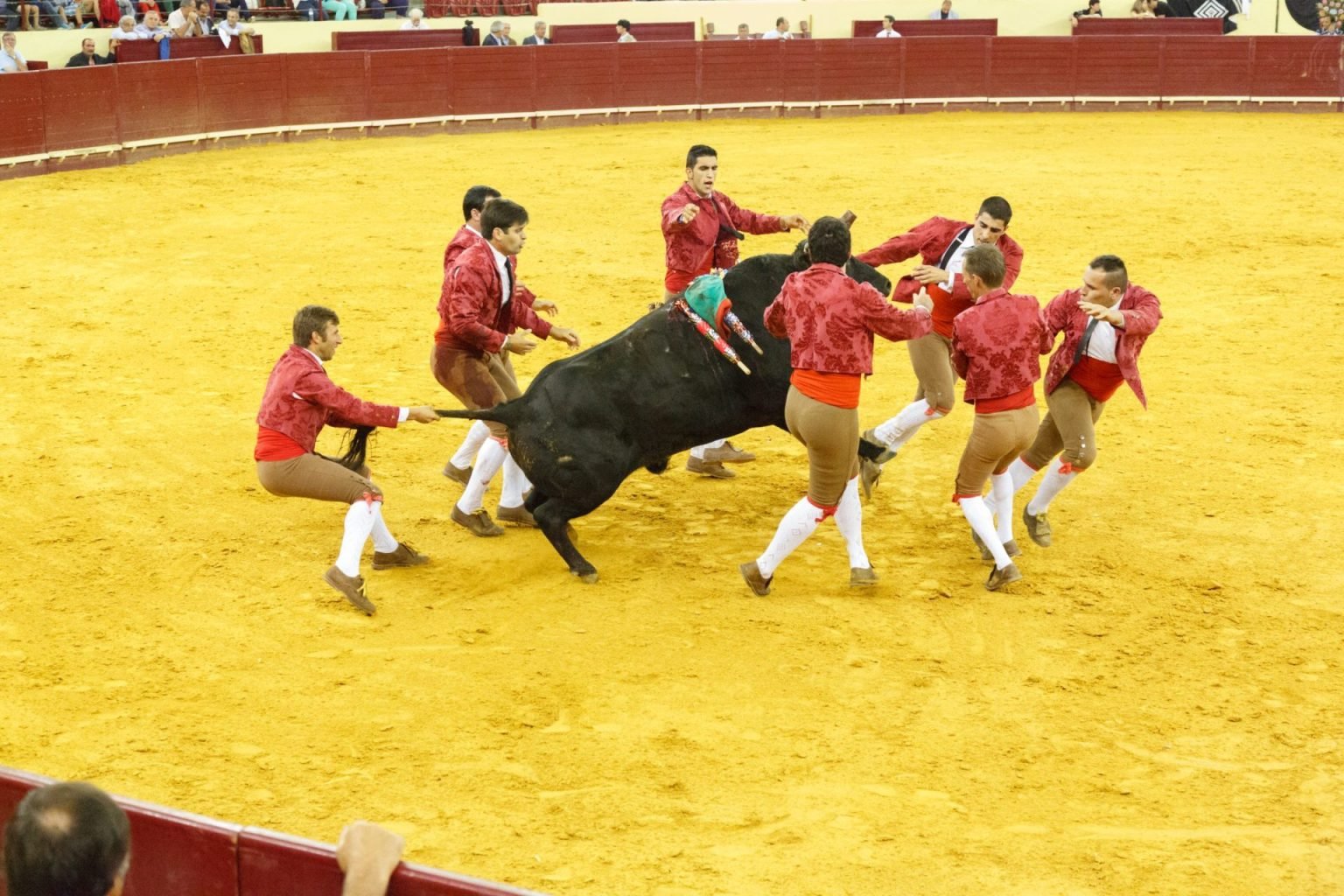 2023 fue el año con menos corridas de toros de la historia en Portugal ...